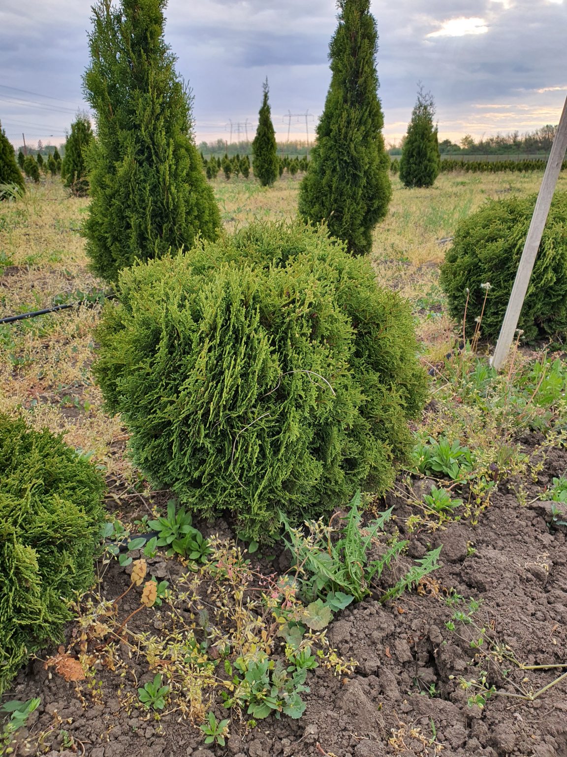 Thuja occidentalis „Tiny Tim“ – Loptasta tuja „Tiny Tim“ - Rasadnik ...