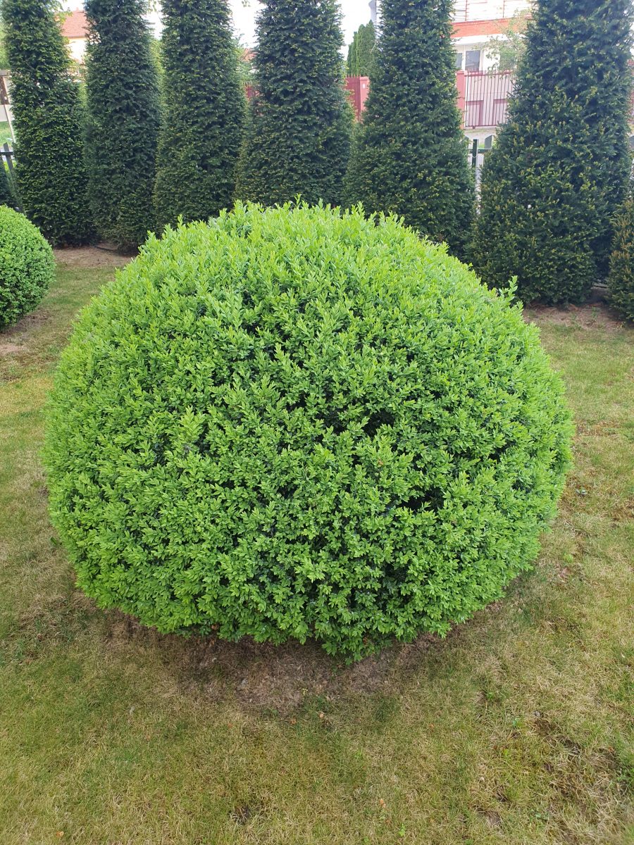 Buxus sempervirens L. – Šimšir fi 30 - Rasadnik Novi Sad - Yuflor