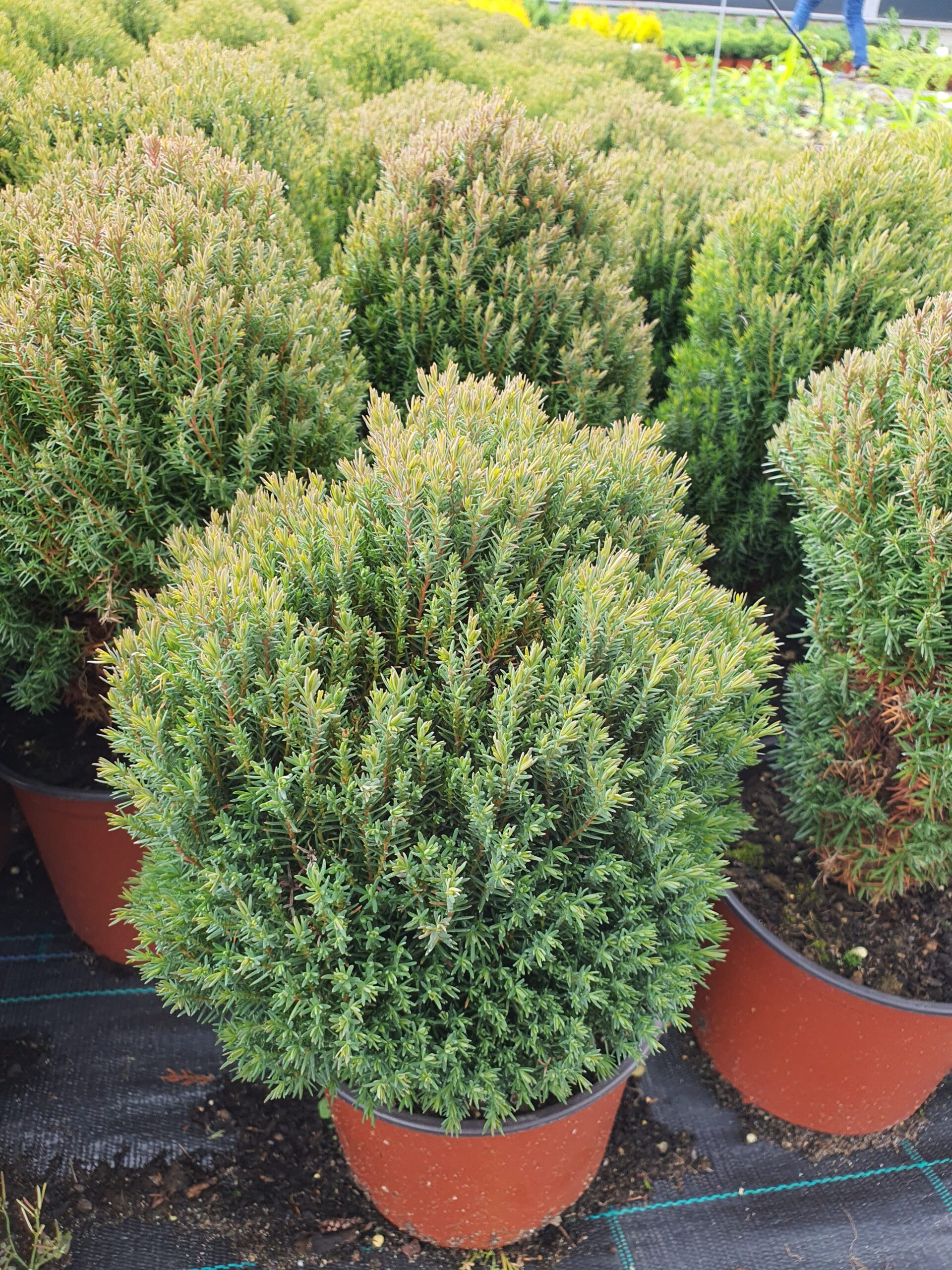 Thuja occidentalis „Teddy“ – Loptasta tuja „Teddy“ fi 30-40 - Rasadnik ...