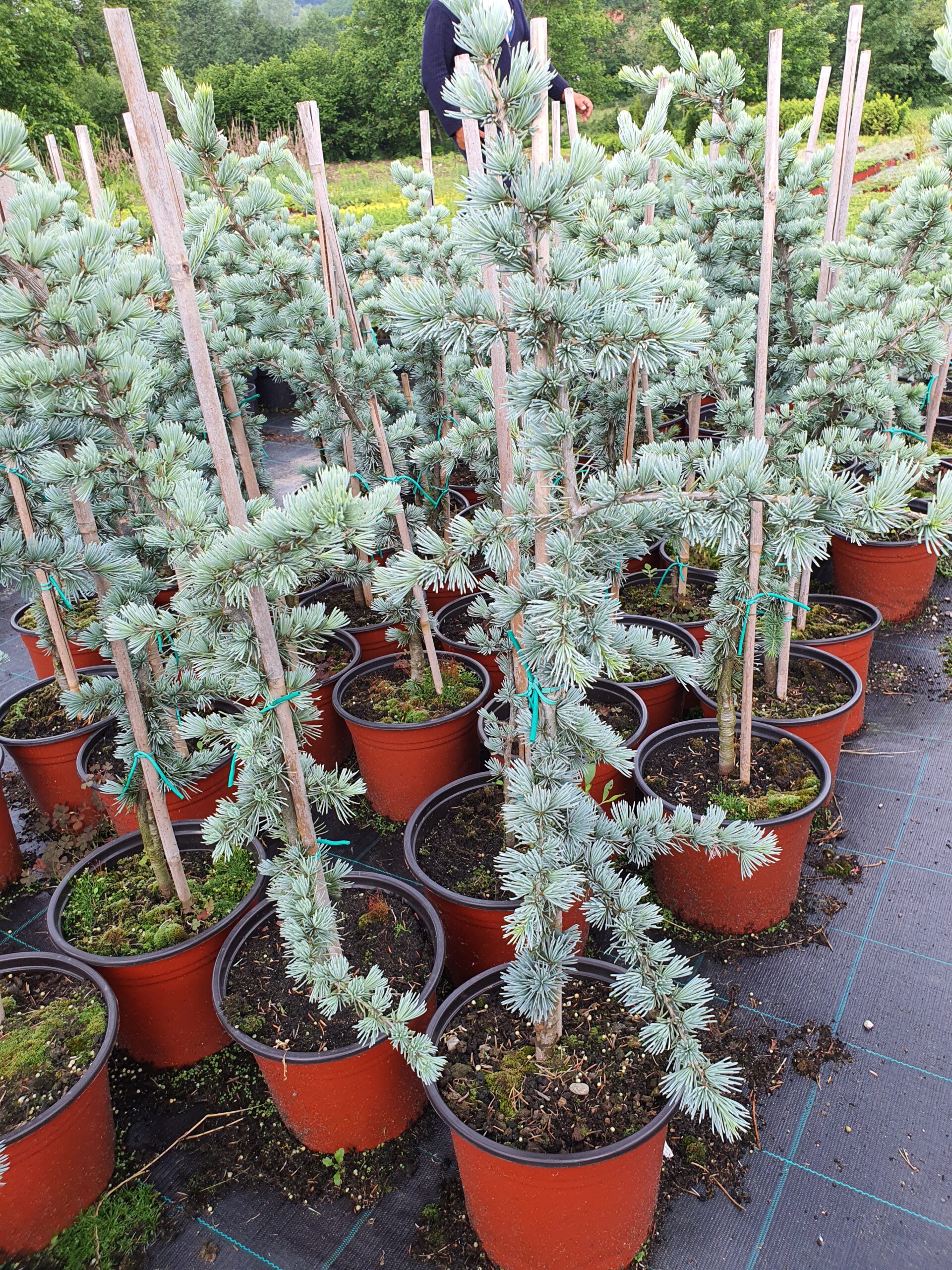 Cedrus atlantica var. glauca Carr. – Atlaski kedar plavo-zelenih četina ...