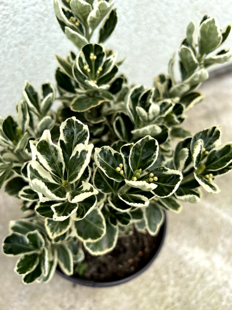 Euonymus japonicus „Microphyllus Albovariegatus“ – Evonimus japanski ...