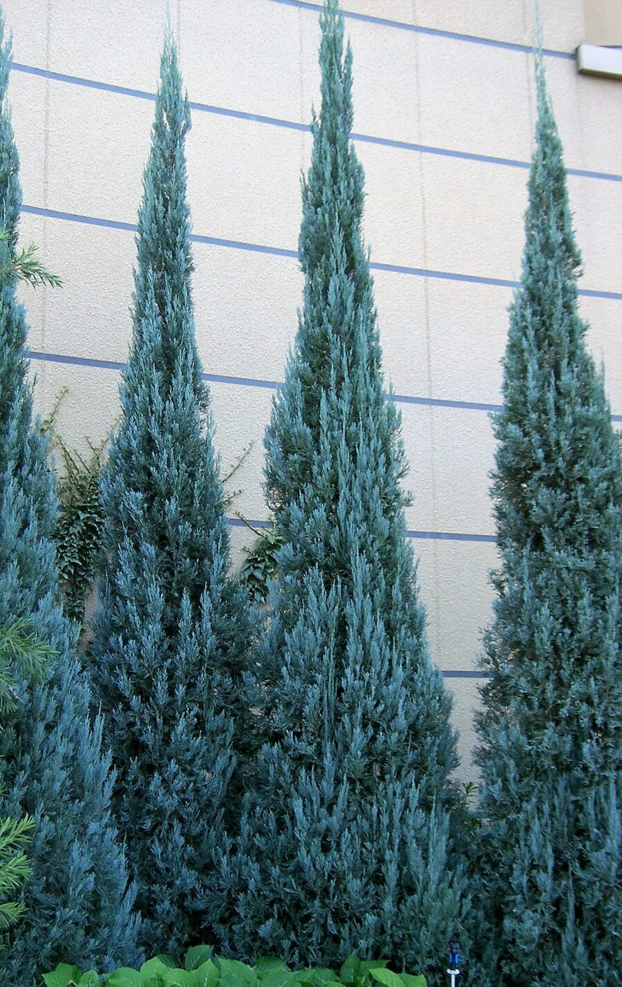 Juniperus scopulorum „Blue Heaven“ – Piramidalna kleka „Blue Heaven ...