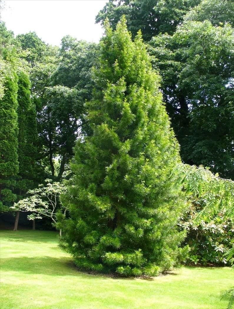 Sciadopitys verticillata (Japanska pršljenka) | YUFLOR