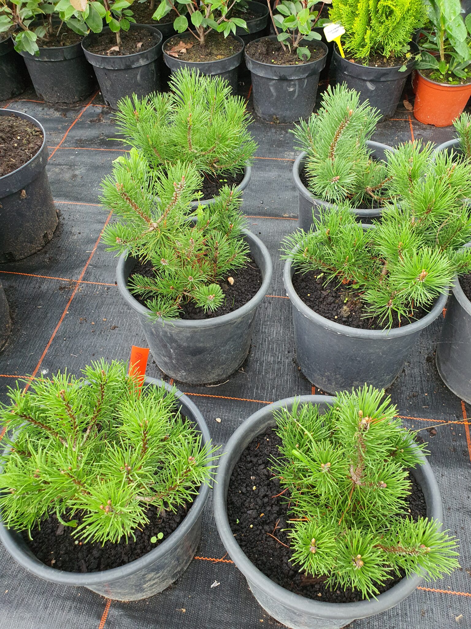 Pinus mugo Turra (Pinus montana Mill.) – Bor krivulj - Rasadnik Novi ...