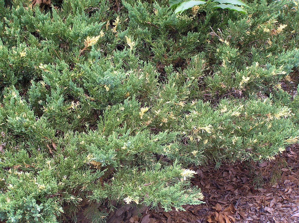 Juniperus davurica „Expansa Variegata“ – Šarenolisna polegla kleka ...