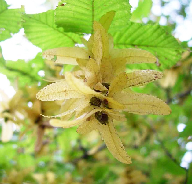 Carpinus betulus L. – Grab - Rasadnik Novi Sad - Yuflor