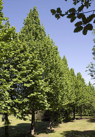 Corylus colurna L. – Mečija leska - Rasadnik Novi Sad - Yuflor