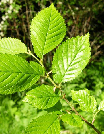 Carpinus betulus L. – Grab - Rasadnik Novi Sad - Yuflor