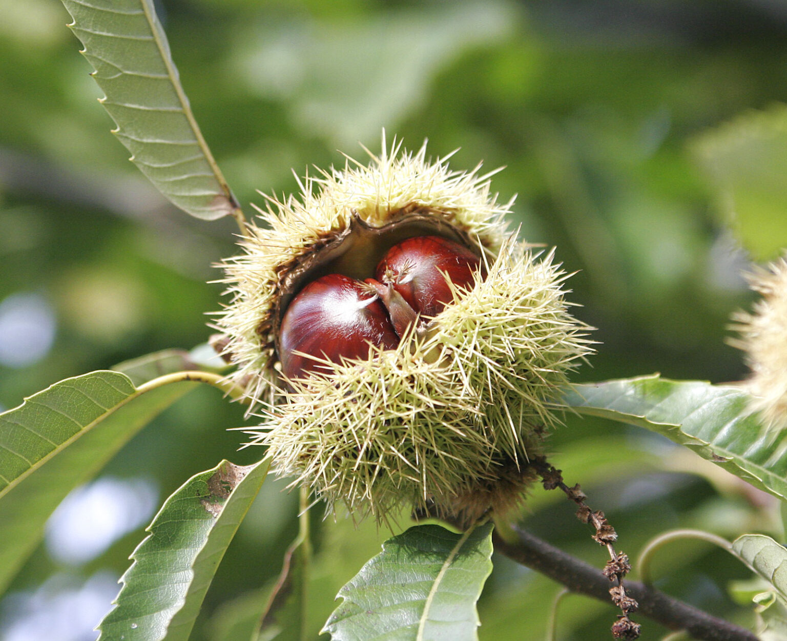 Castanea sativa Mill. = C. vesca Gaertn. – Pitomi kesten - Rasadnik ...