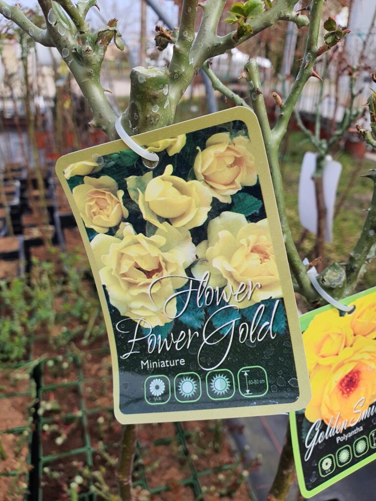 Ruža „Flower Power Gold Miniature“ – mini - Rasadnik Novi Sad - Yuflor