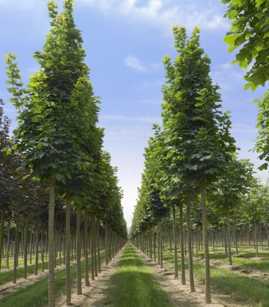 Acer platanoides „Columnare“ – Mleč uskopiramidalni „Columnare ...