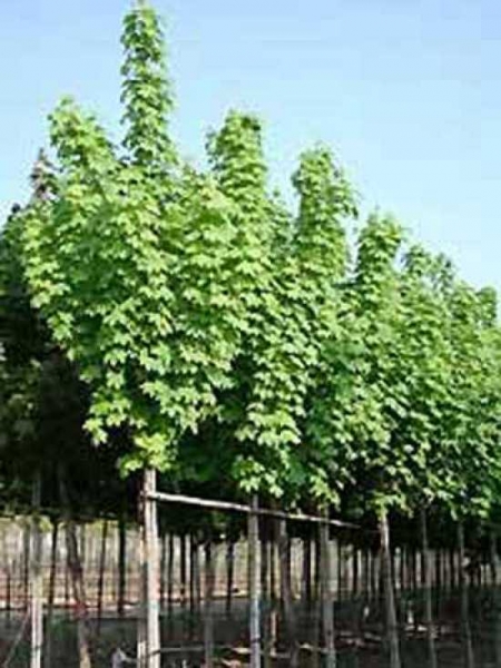Acer platanoides „Columnare“ – Mleč uskopiramidalni „Columnare ...