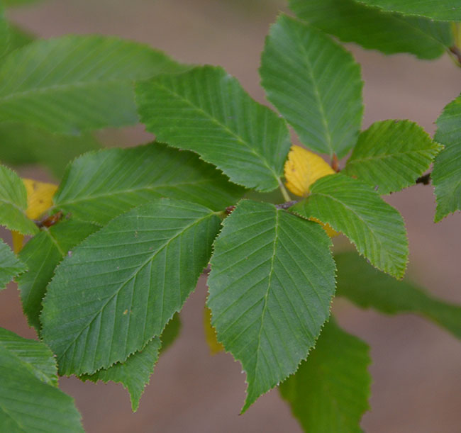 Carpinus betulus „Fastigiata“ (Carpinus betulus var. pyramidalis ...
