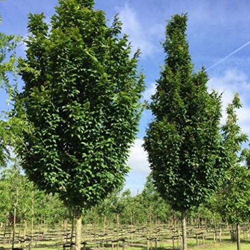 Carpinus betulus „Lucas“ – Piramidalni garb „Lucas“ - Rasadnik Novi Sad ...