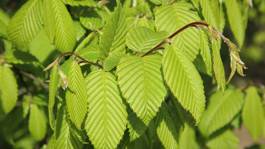 Carpinus betulus „Lucas“ – Piramidalni garb „Lucas“ - Rasadnik Novi Sad ...