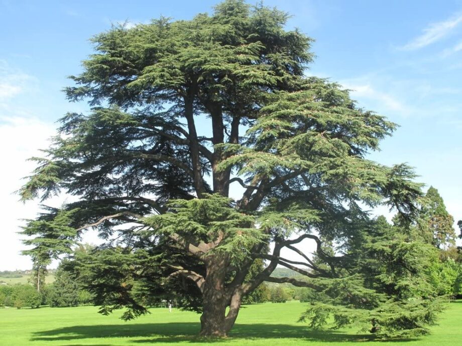 Cedrus atlantica Man. – Atlaski kedar - Rasadnik Novi Sad - Yuflor