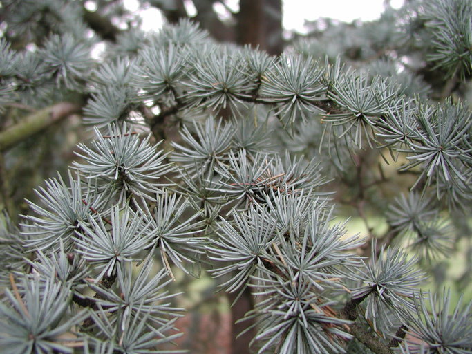 Cedrus atlantica var. glauca Carr. – Atlaski kedar plavo-zelenih četina ...