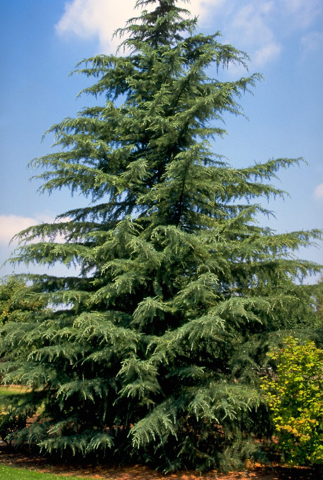 Cedrus deodara Laws. – Himalajski kedar - Rasadnik Novi Sad - Yuflor