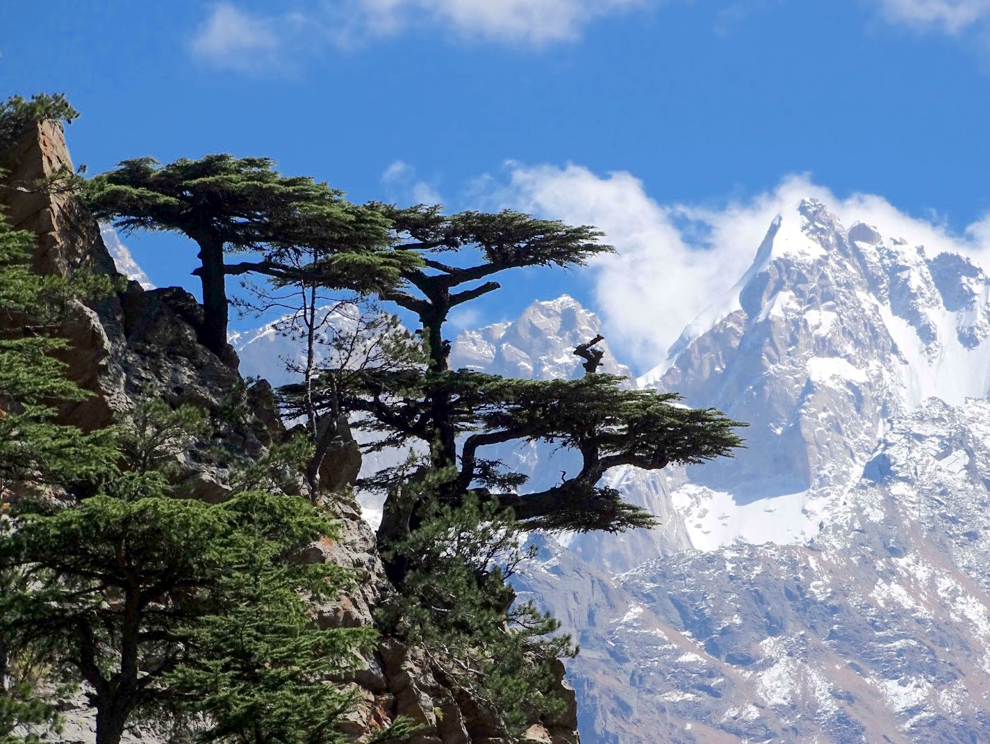 Cedrus deodara Laws. – Himalajski kedar - Rasadnik Novi Sad - Yuflor