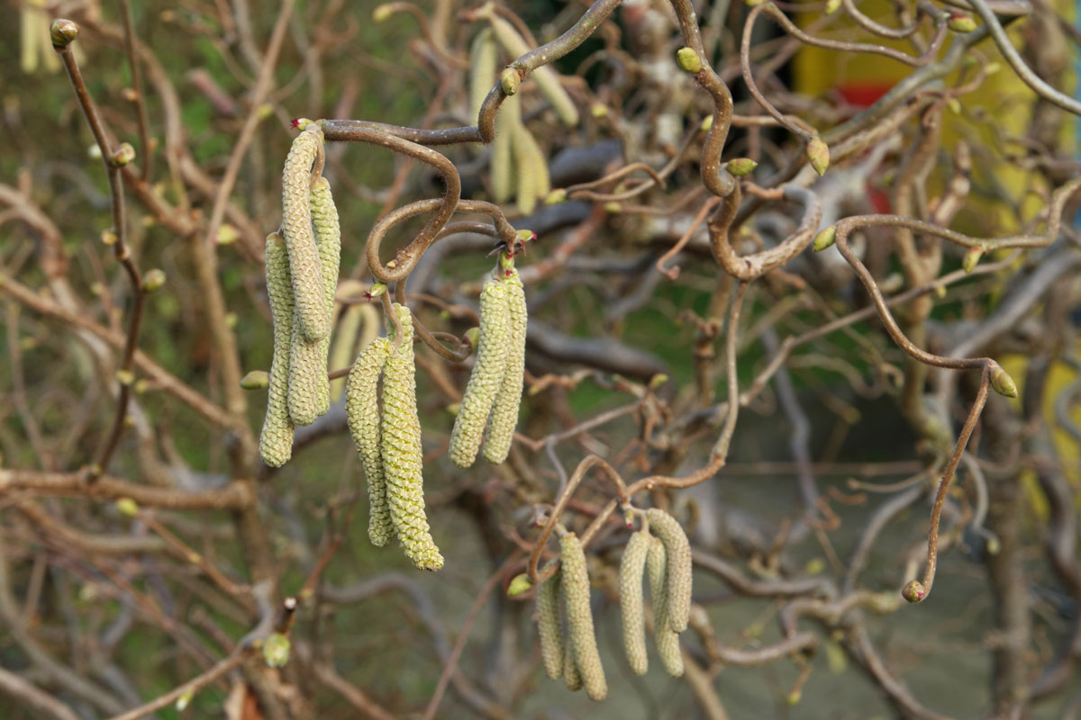 Corylus avellana „Contorta“ – Leska sa kovrdžavim granama „Contorta ...