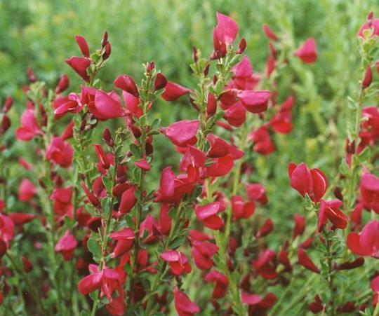 Cytisus × boskoopii „Boskoop Ruby“ – Citizus „Boskoop Ruby“ - Rasadnik ...