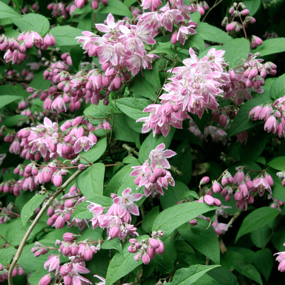 Deutzia x hybrida „Magicien“ - Rasadnik Novi Sad - Yuflor