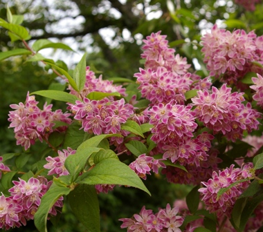 Deutzia x hybrida „Magicien“ - Rasadnik Novi Sad - Yuflor