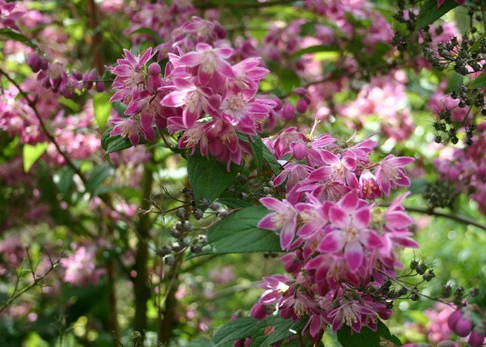 Deutzia x hybrida „Magicien“ - Rasadnik Novi Sad - Yuflor