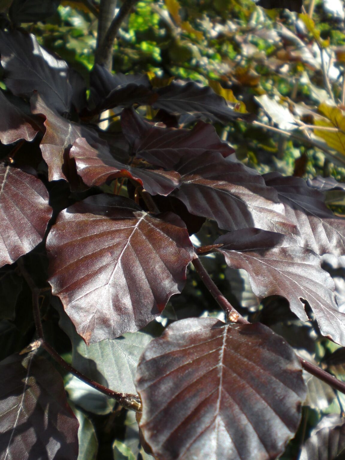Fagus sylvatica „Purpurea“ – Evropska crvenolisna bukva „Purpurea ...