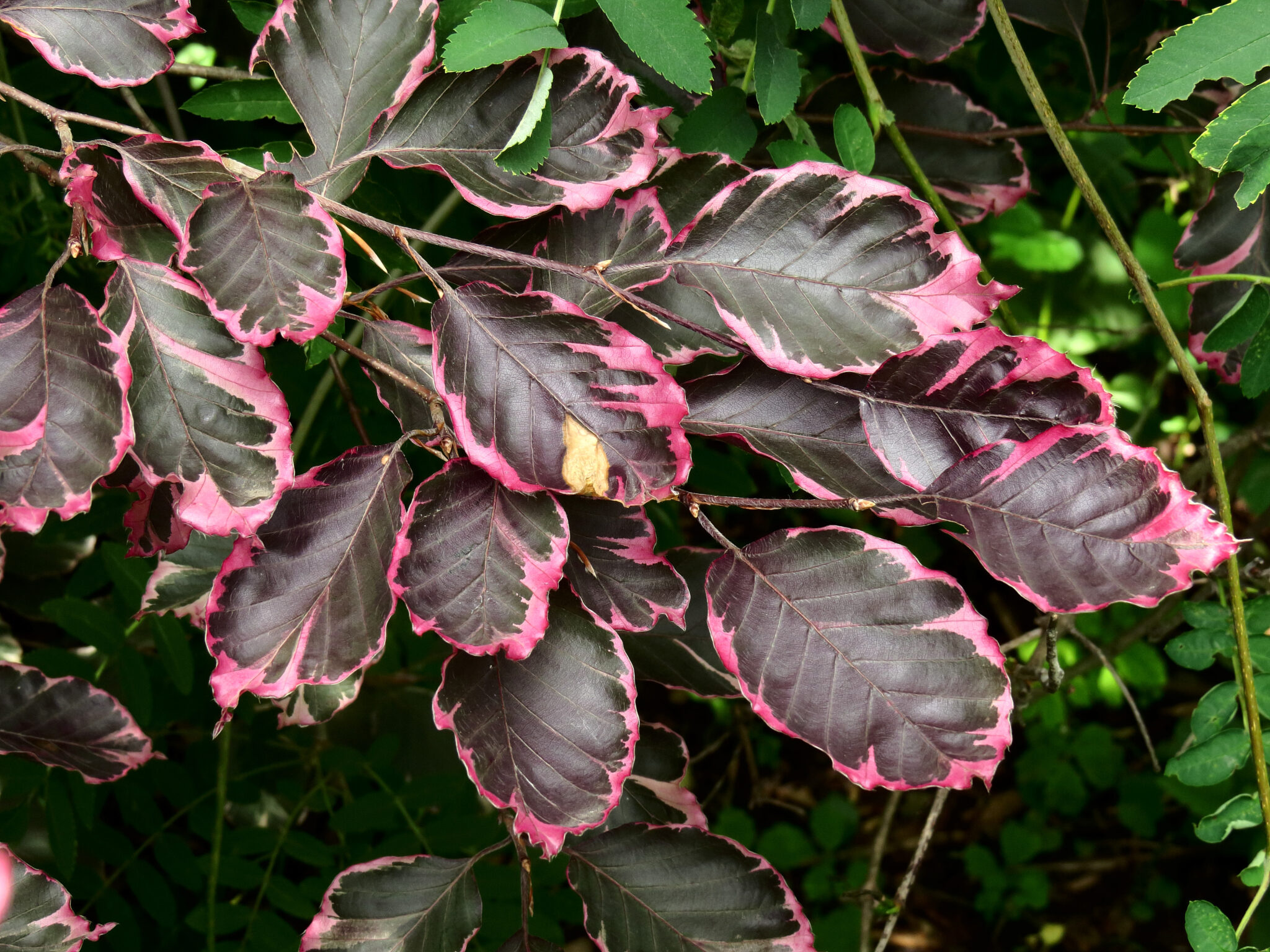 Fagus sylvatica „Purpurea Tricolor“ – Evropska bukva „Purpurea Tricolor ...