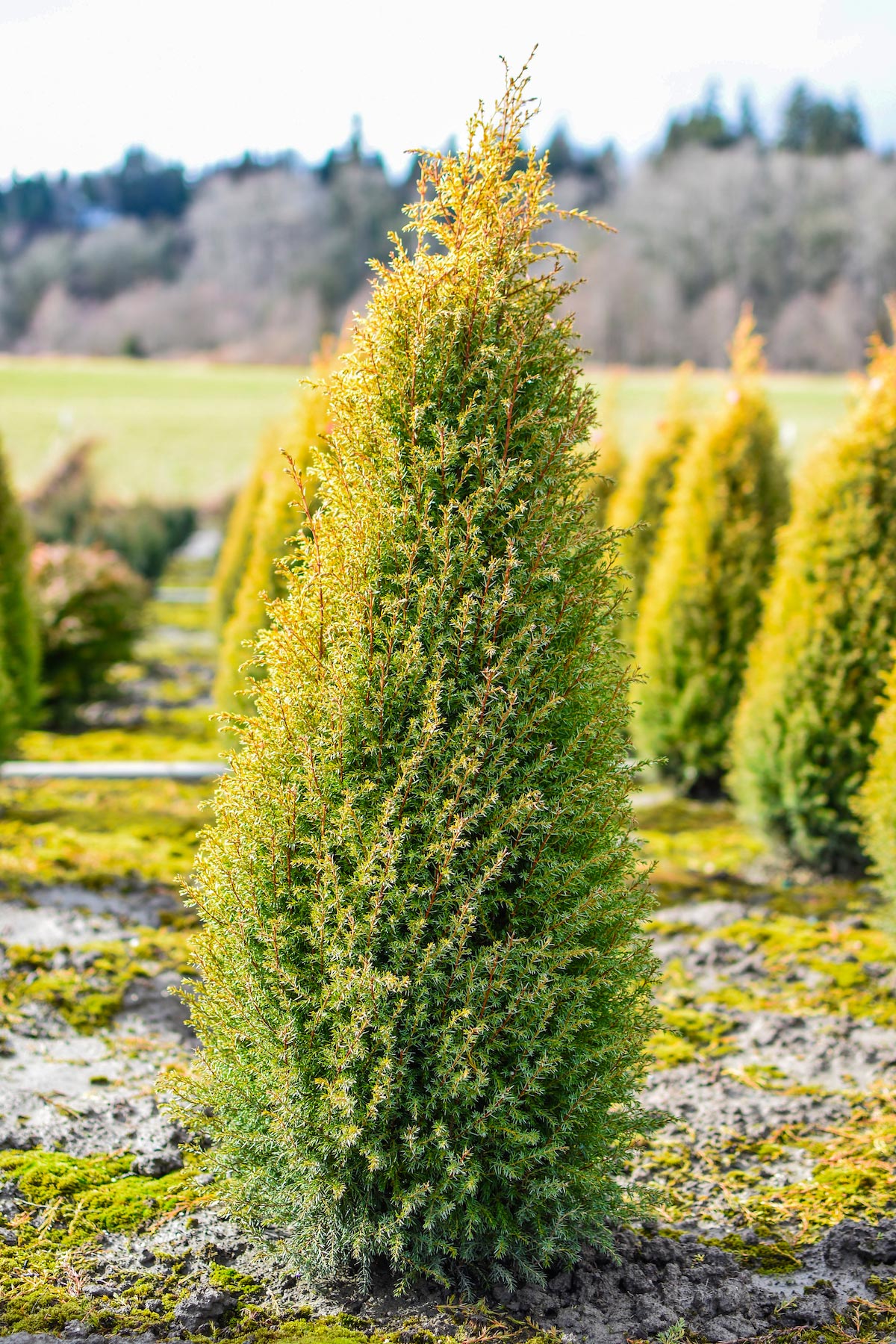 Juniperus communis „Gold Cone“ – Piramidalna kleka „Gold Cone ...