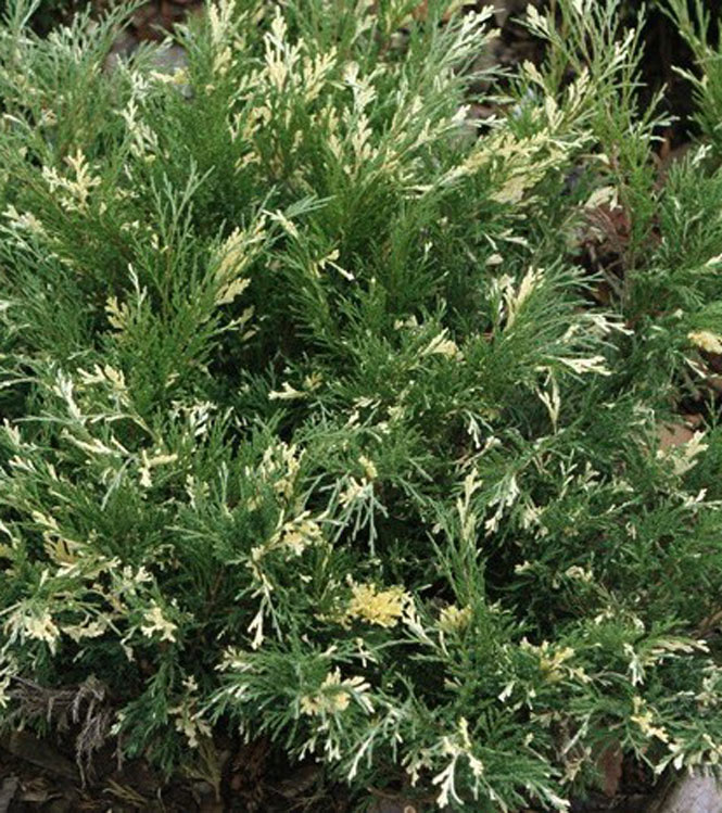 Juniperus horizontalis „Variegata“ – Polegla kleka šarenolisna ...