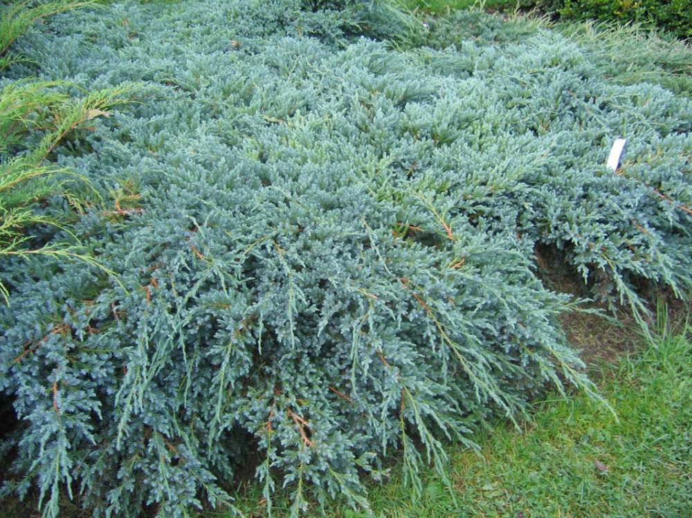 Juniperus squamata „Blue Carpet“ – Polegla kleka „Blue Carpet ...