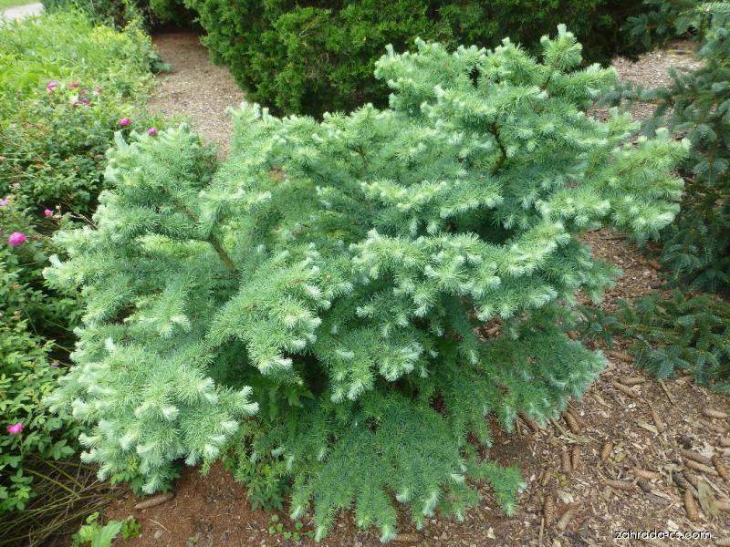 Larix kaempferi „Blue Dwarf“ – Patuljasti plavozeleni japanski ariš ...