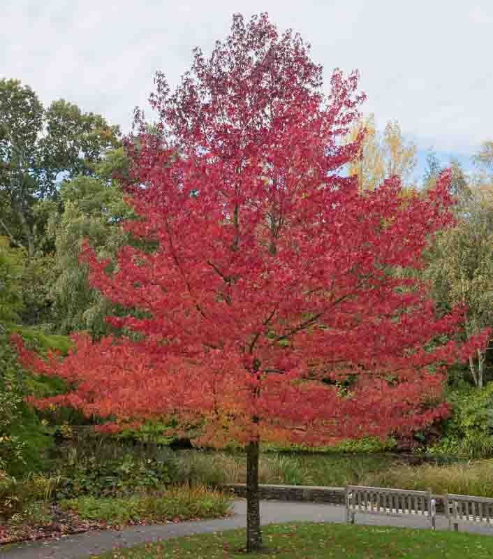 Liquidambar styraciflua „Worplesdon“ – Likvidambar „Worplesdon ...