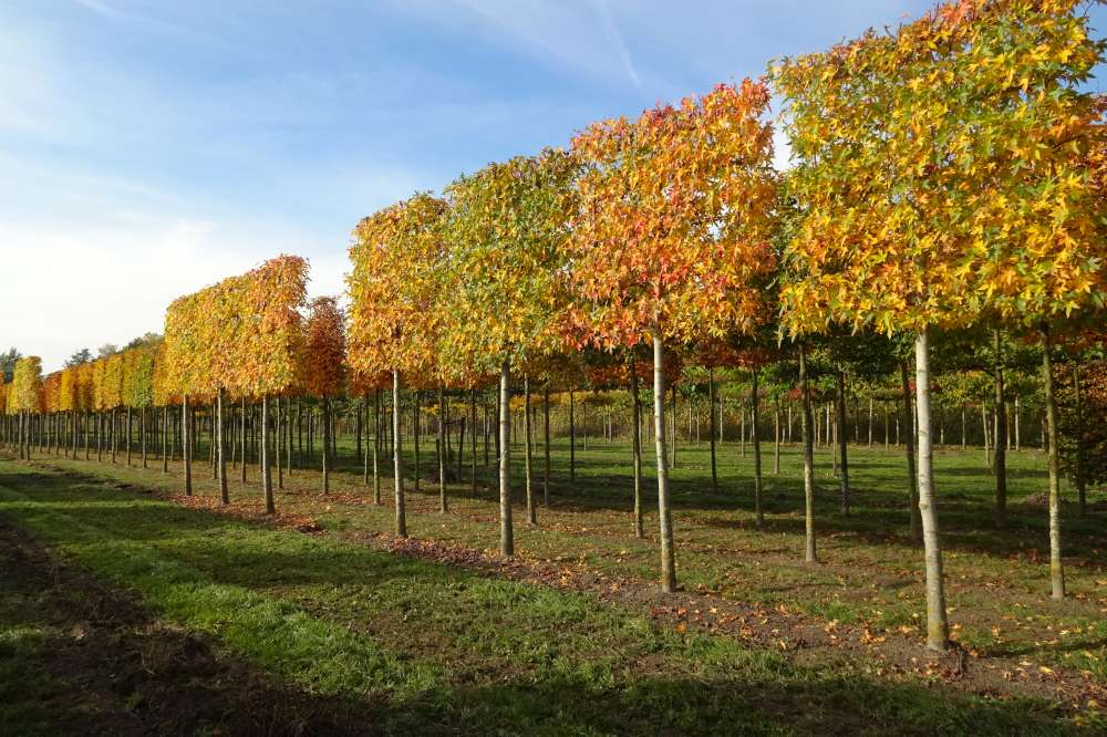 Liquidambar styraciflua „Worplesdon“ – Likvidambar „Worplesdon“ - Rasadnik Novi Sad - Yuflor
