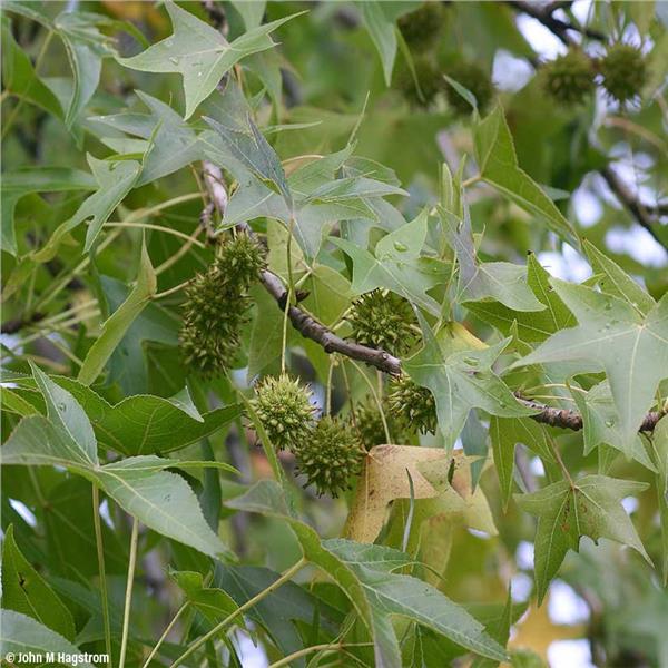 Liquidambar styraciflua L. – Američki likvidambar 3 – 3,5m - Rasadnik ...