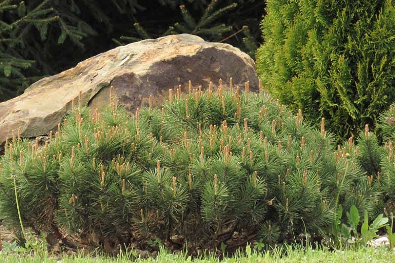 Pinus mugo Turra (Pinus montana Mill.) – Bor krivulj - Rasadnik Novi ...