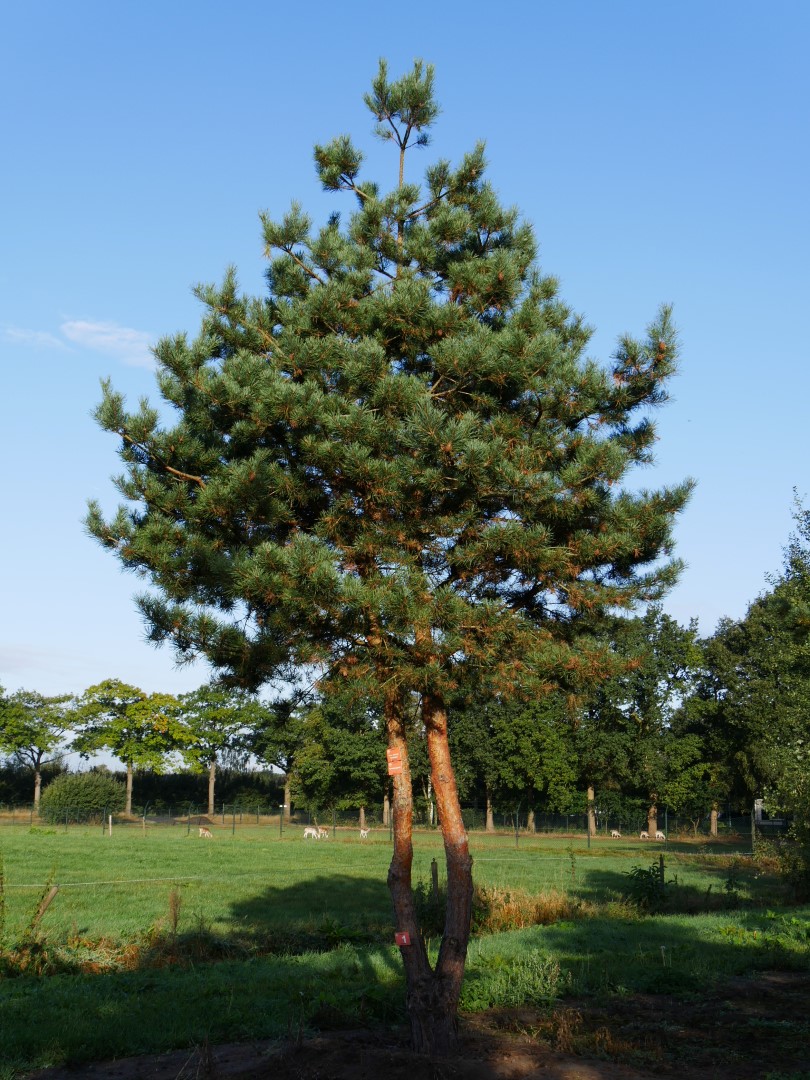 Pinus sylvestris L. (Pinus silvestris L.) – Beli bor 1,6-1,8 m ...