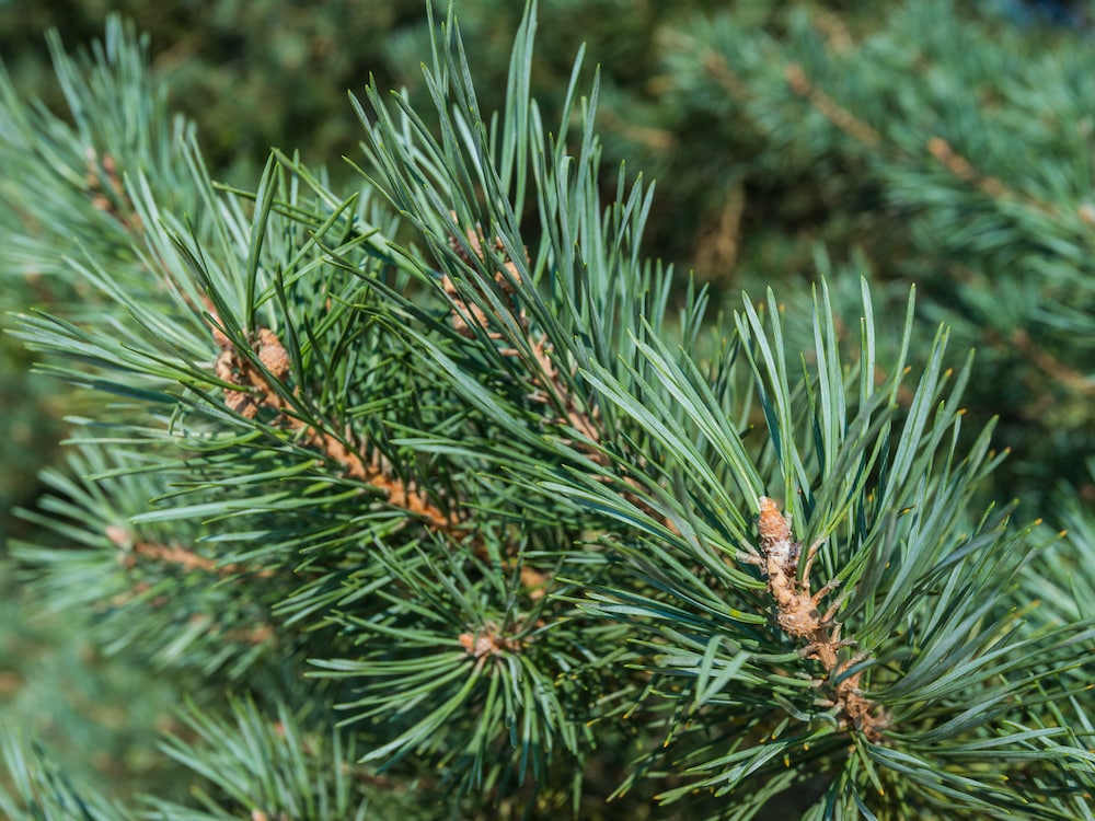 Pinus sylvestris L. (Pinus silvestris L.) – Beli bor 1,6-1,8 m - Rasadnik Novi Sad - Yuflor