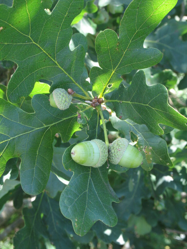 Quercus robur „Fastigiata Koster“ – Hrast lužnjak „Fastigiata Koster ...