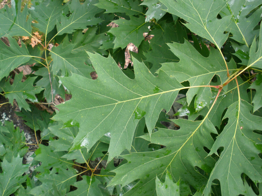 Quercus rubra L. = Q. borealis Michx. – Crvenolisni hrast - Rasadnik ...