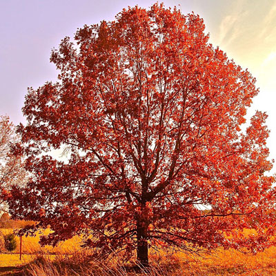 Quercus rubra L. = Q. borealis Michx. – Crvenolisni hrast - Rasadnik ...