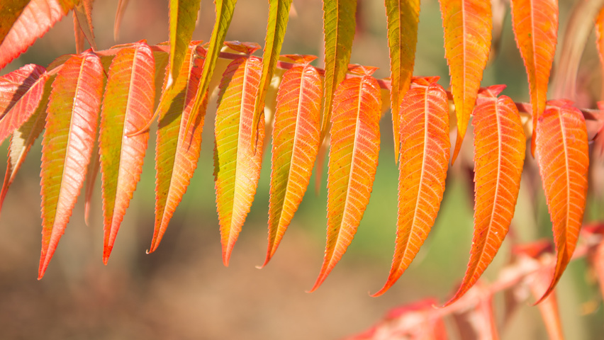 Rhus typhina L. = Rhus hirta (L.) Sudw. – Kiseli ruj 1,5-1,8 m ...