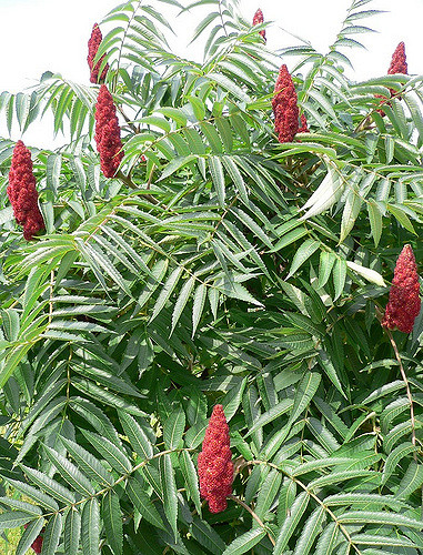 Rhus typhina L. = Rhus hirta (L.) Sudw. – Kiseli ruj 1,5-1,8 m ...