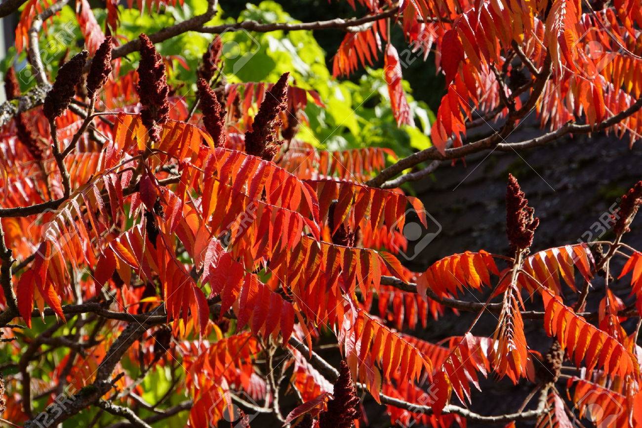 Rhus typhina L. = Rhus hirta (L.) Sudw. – Kiseli ruj 1,5-1,8 m ...