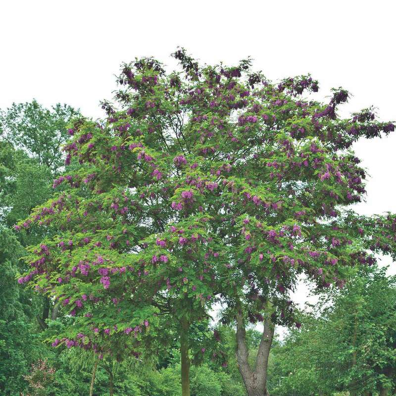 Robinia pseudoacacia „Casque-Rouge“ – Rozi bagrem „Casque-Rouge ...