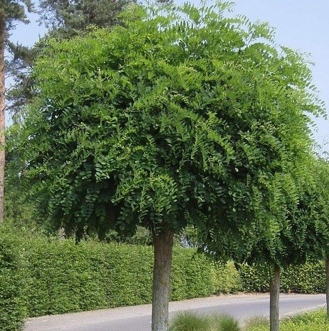 Robinia pseudoacacia „Umbraculifera“ – Kuglasti bagrem - Rasadnik Novi ...