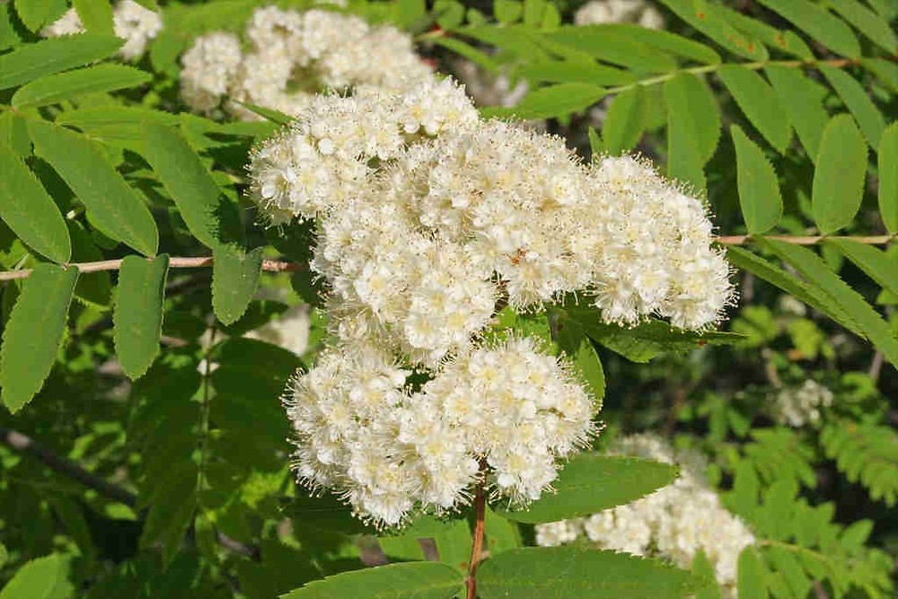 Sorbus aucuparia L. – Jarebika - Rasadnik Novi Sad - Yuflor