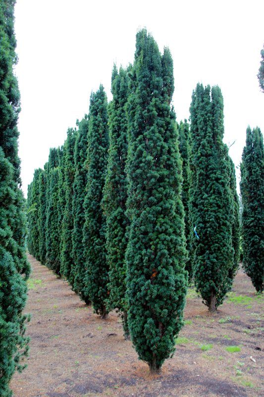 Taxus baccata „Fastigiata Robusta“ – Tisa uskopiramidalne forme ...